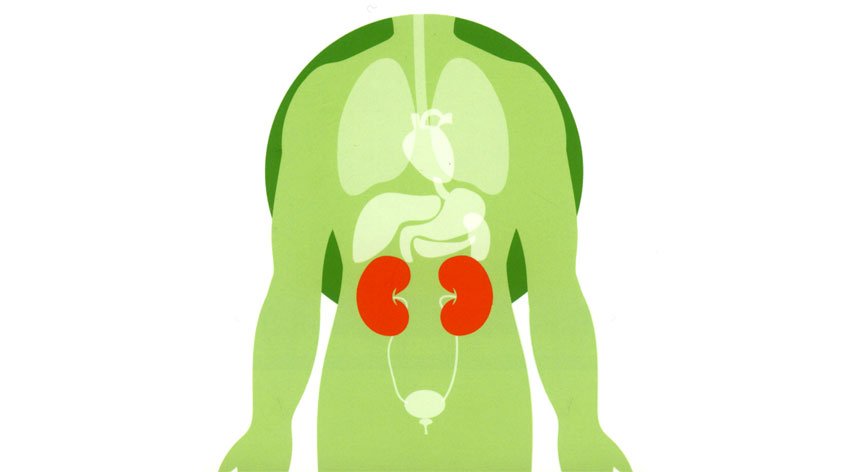 Dove si trovano i reni e altre info